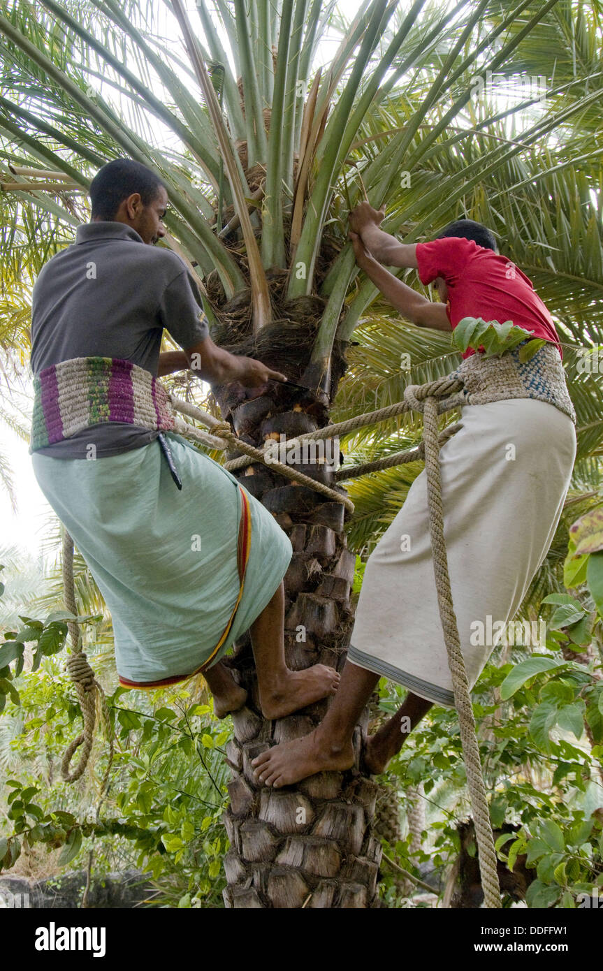 Pruning foot hi-res stock photography and images - Alamy