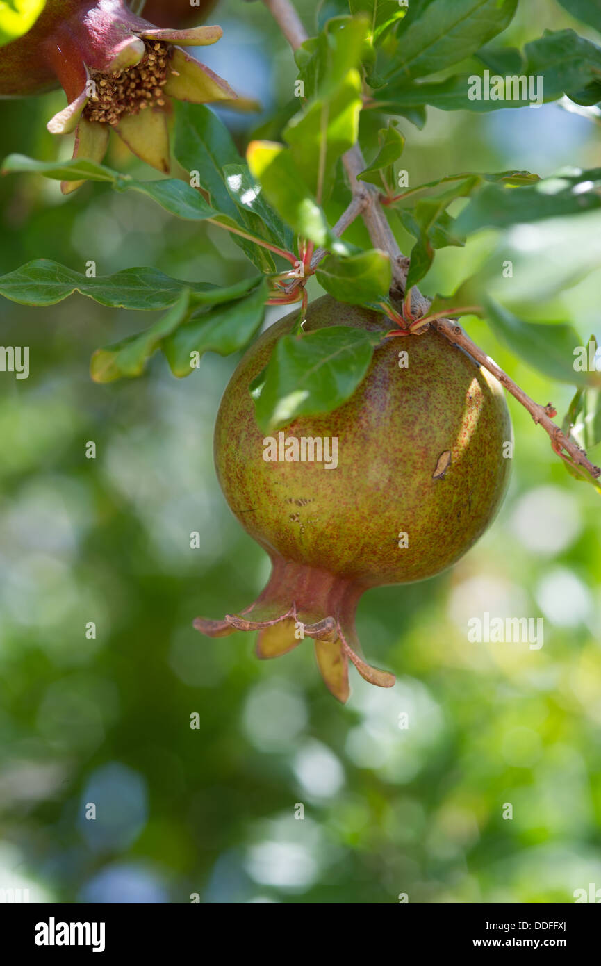 Pomegranate tree in orchard hi-res stock photography and images - Alamy