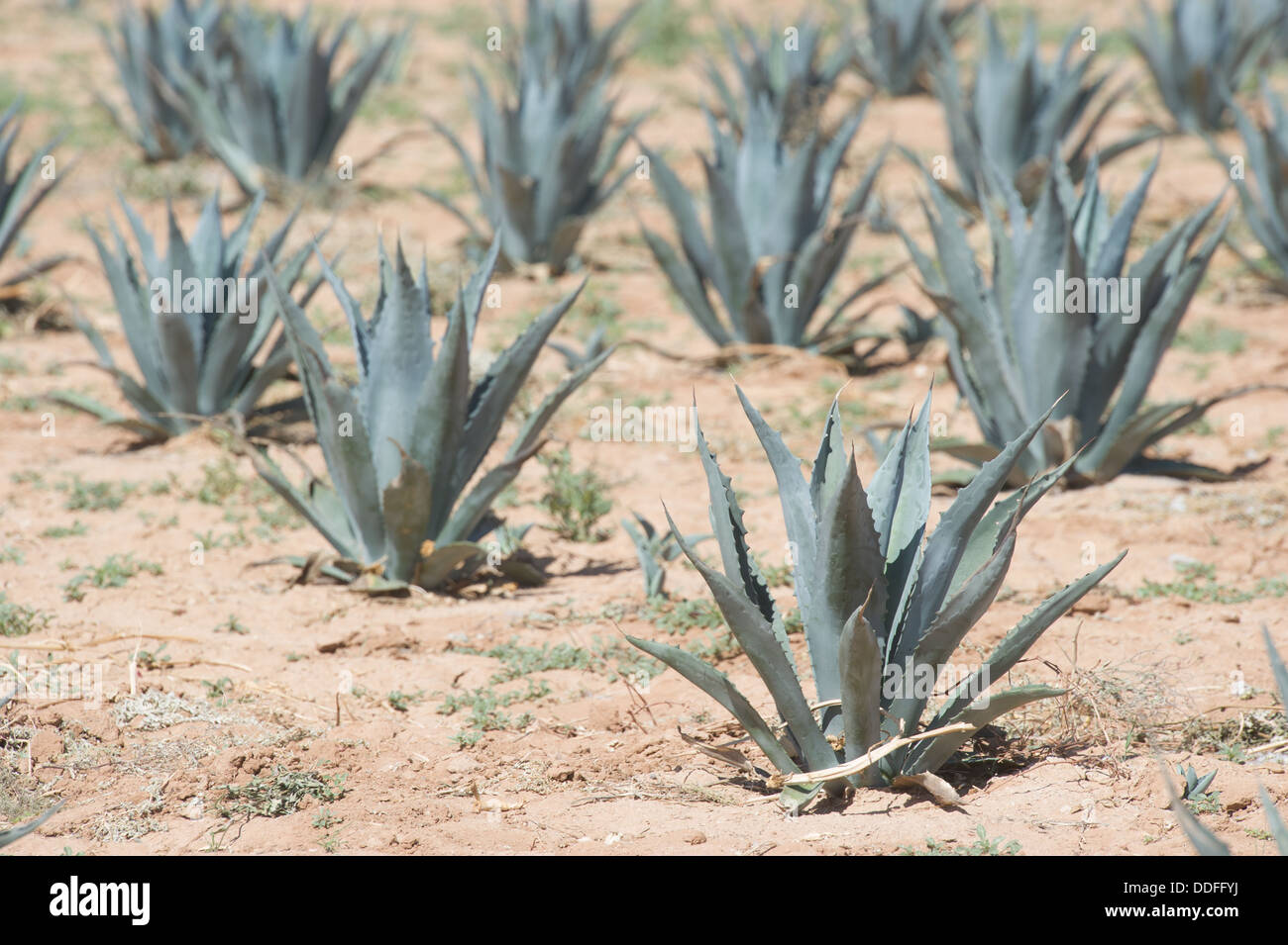 Agave plant test plots in the field Maricopa Arizona Stock Photo - Alamy