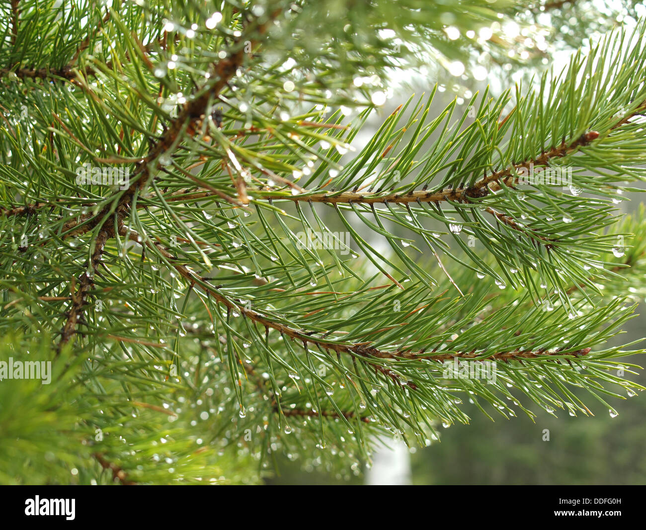 Branch of a pine after a rain Stock Photo - Alamy