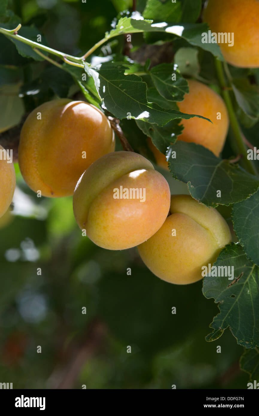 Benefit tree hi-res stock photography and images - Alamy