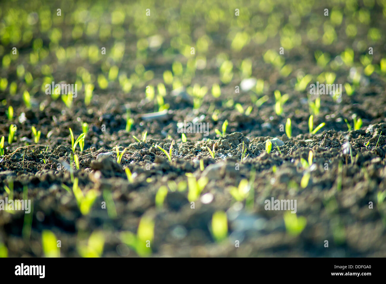 Planting corn seedlings hi-res stock photography and images - Alamy
