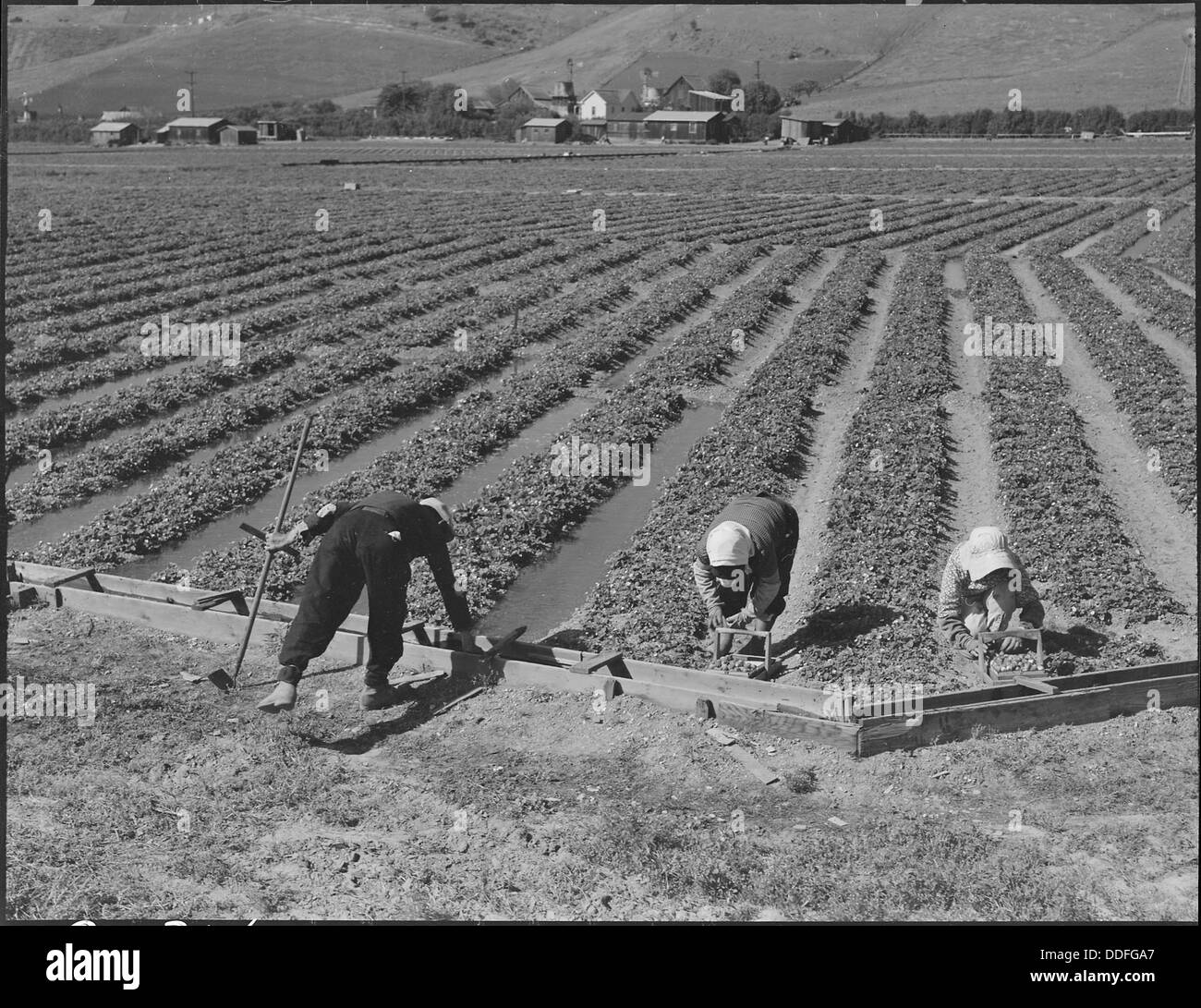 California strawberry history hi-res stock photography and images - Alamy