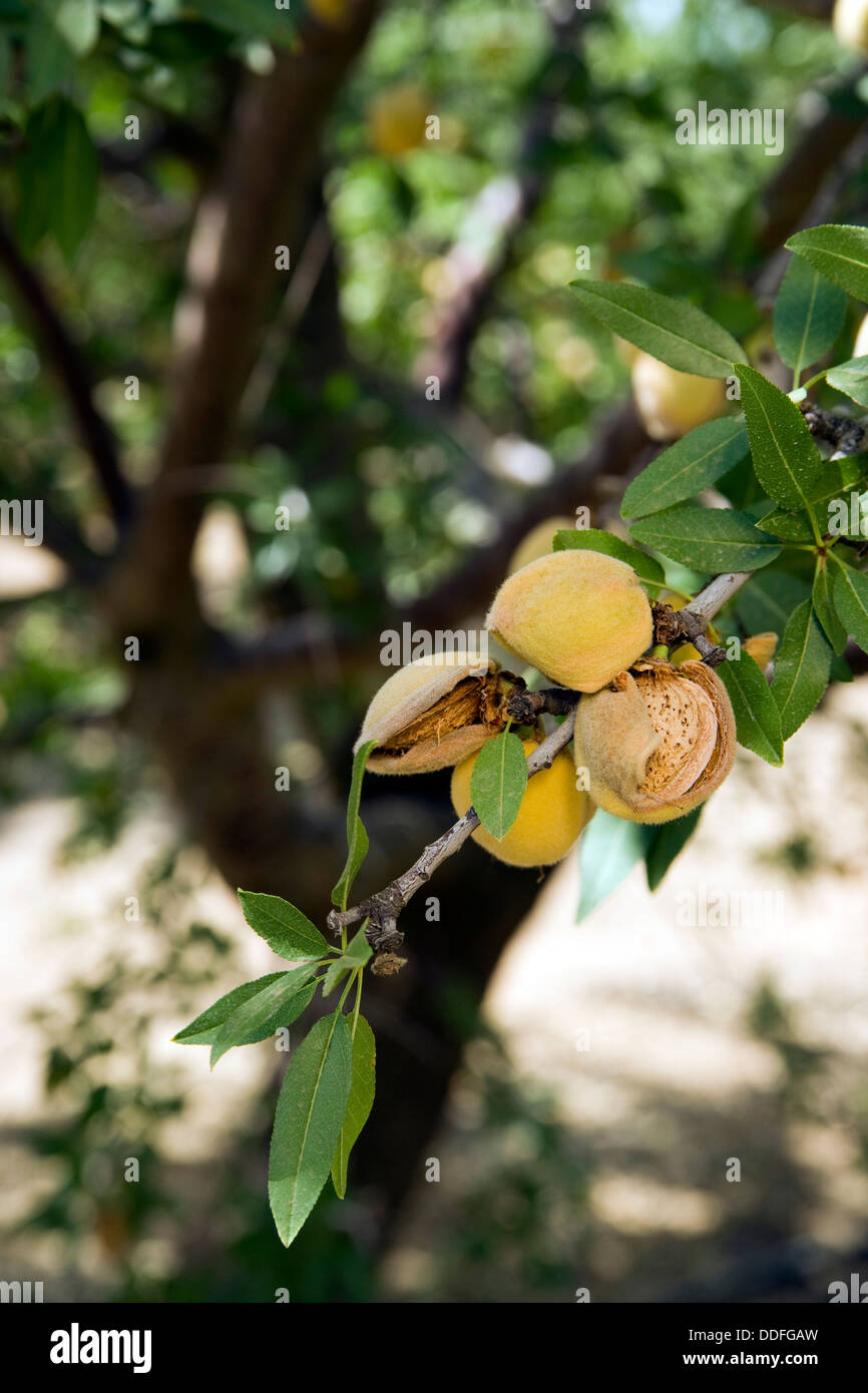Fruit of the almond tree hi-res stock photography and images - Alamy