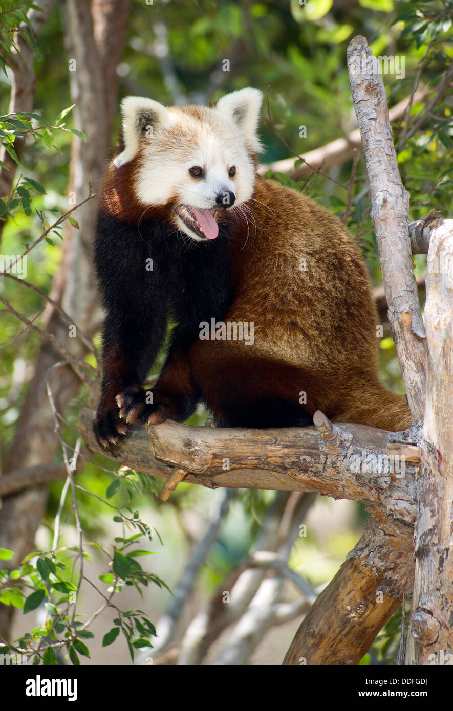 Body of red panda hi-res stock photography and images - Alamy