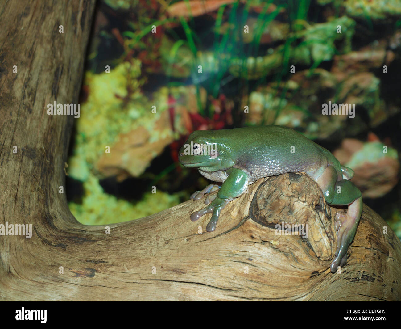 White's Dumpy Tree Frog on a branch Stock Photo - Alamy