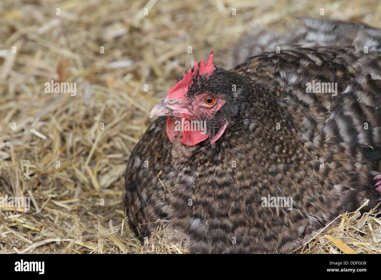 Free range chicken uk hi-res stock photography and images - Alamy