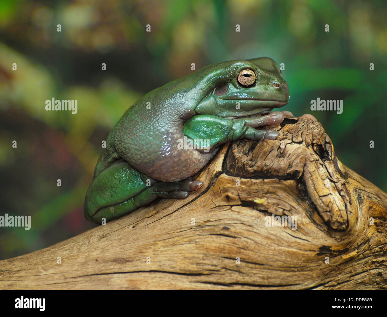 White's Dumpy Tree Frog on a branch Stock Photo - Alamy