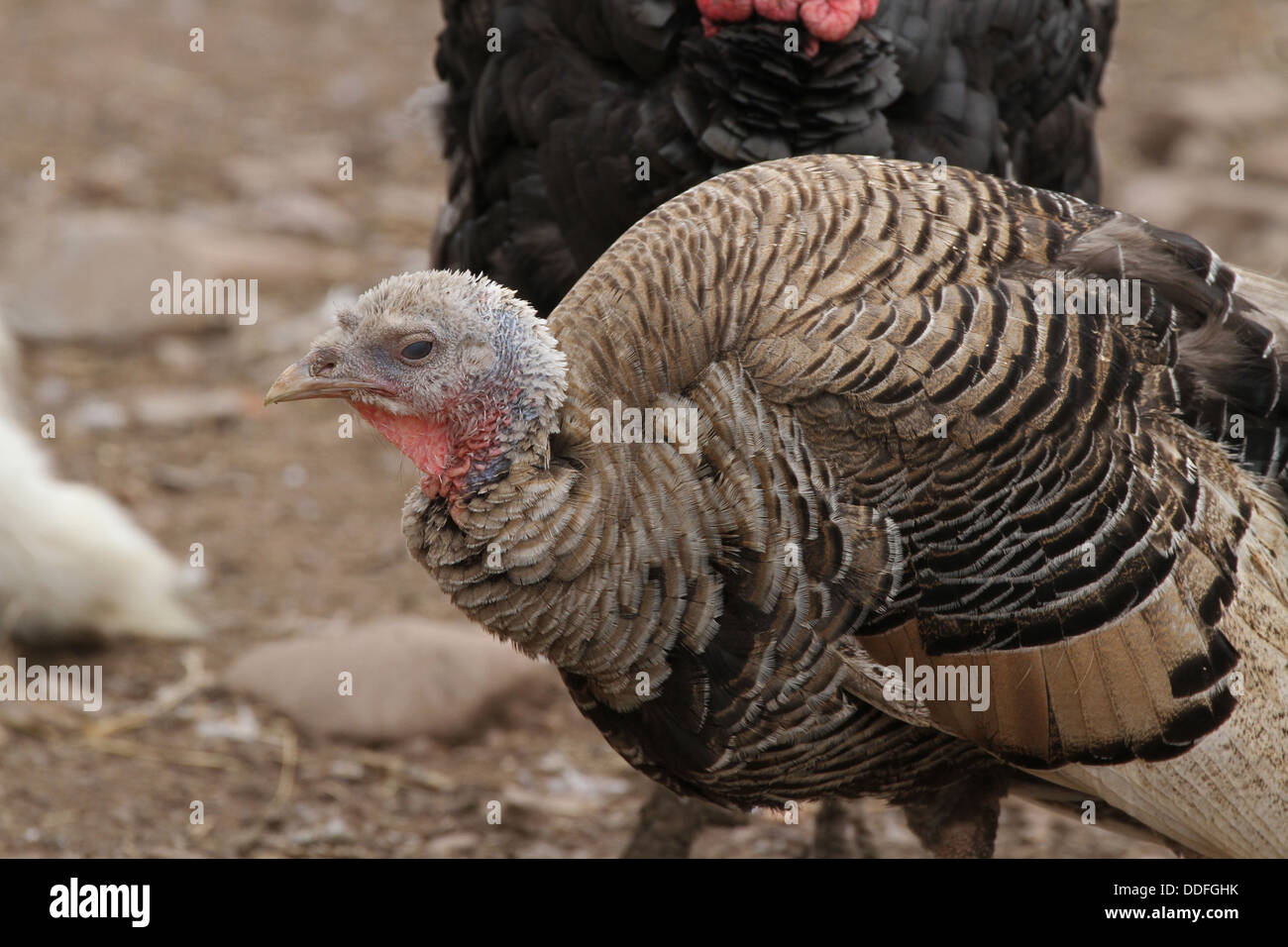 Domestic Turkey. UK Stock Photo - Alamy