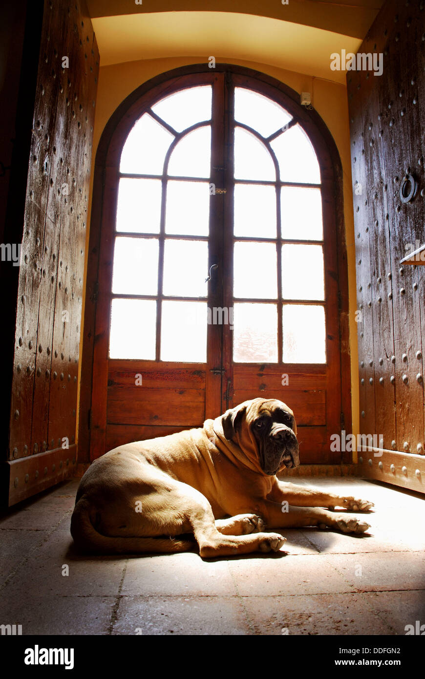 Mastif dog hi-res stock photography and images - Alamy