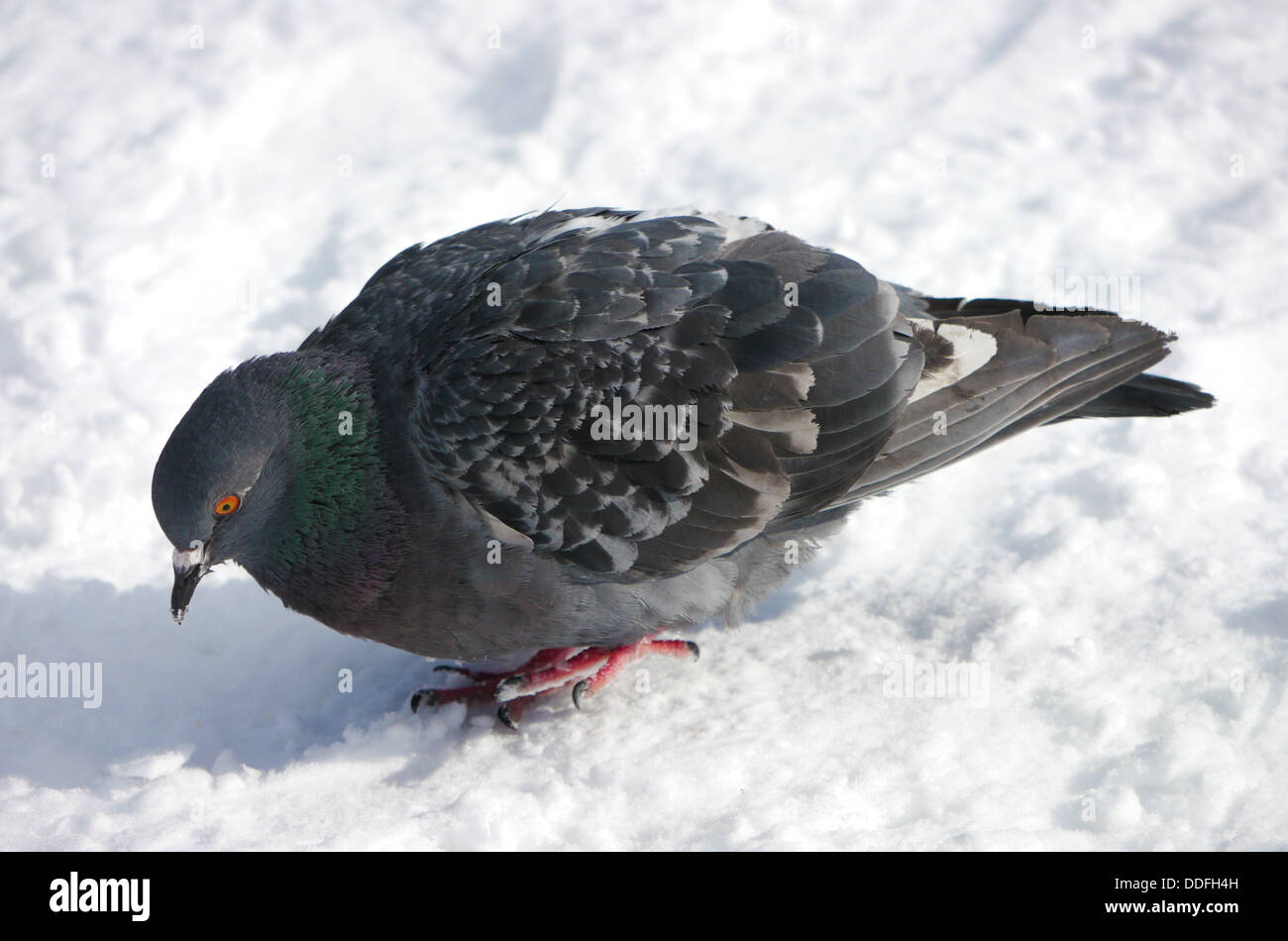 New pigeon image hi-res stock photography and images - Alamy