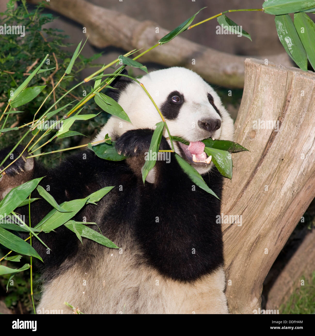 Panda Eats Lunch Stock Photo - Alamy