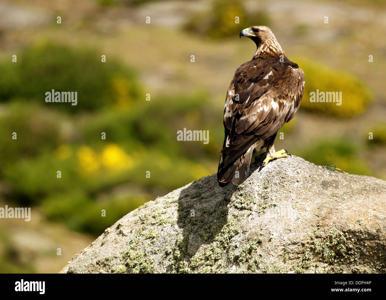 Eagle strength hi-res stock photography and images - Alamy