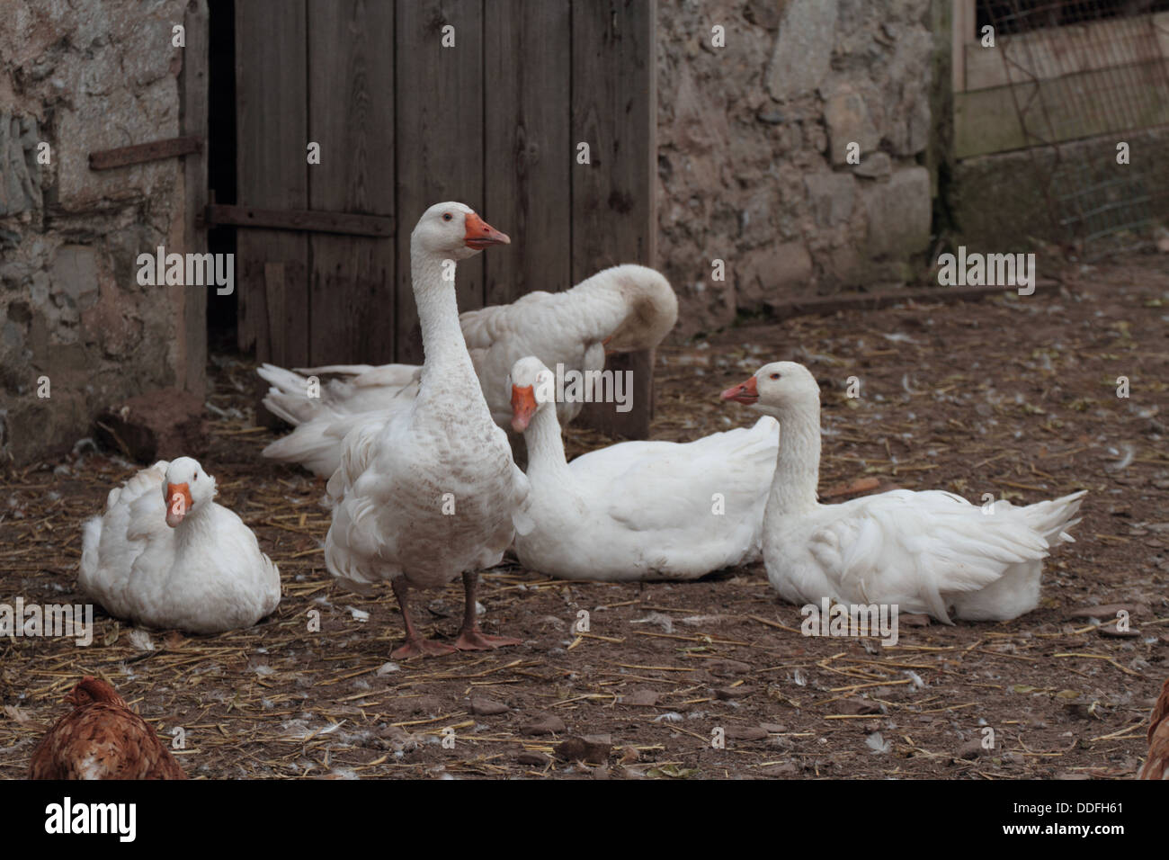 Domestic white geese in farmyard. UK Stock Photo - Alamy