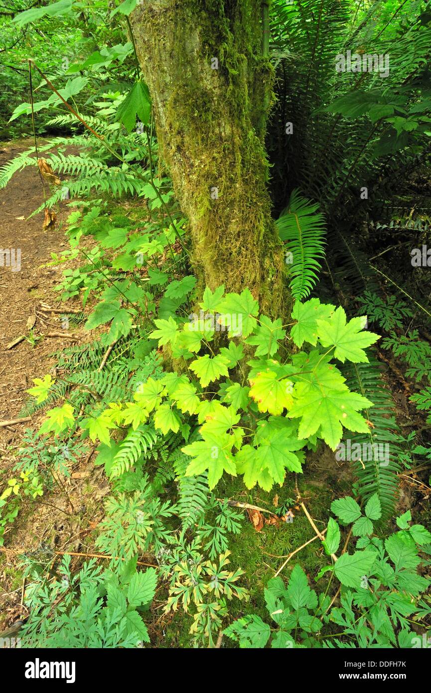 broadleaf maple shoots (Acer Macrophyllum), Minnekhada Regional Park ...