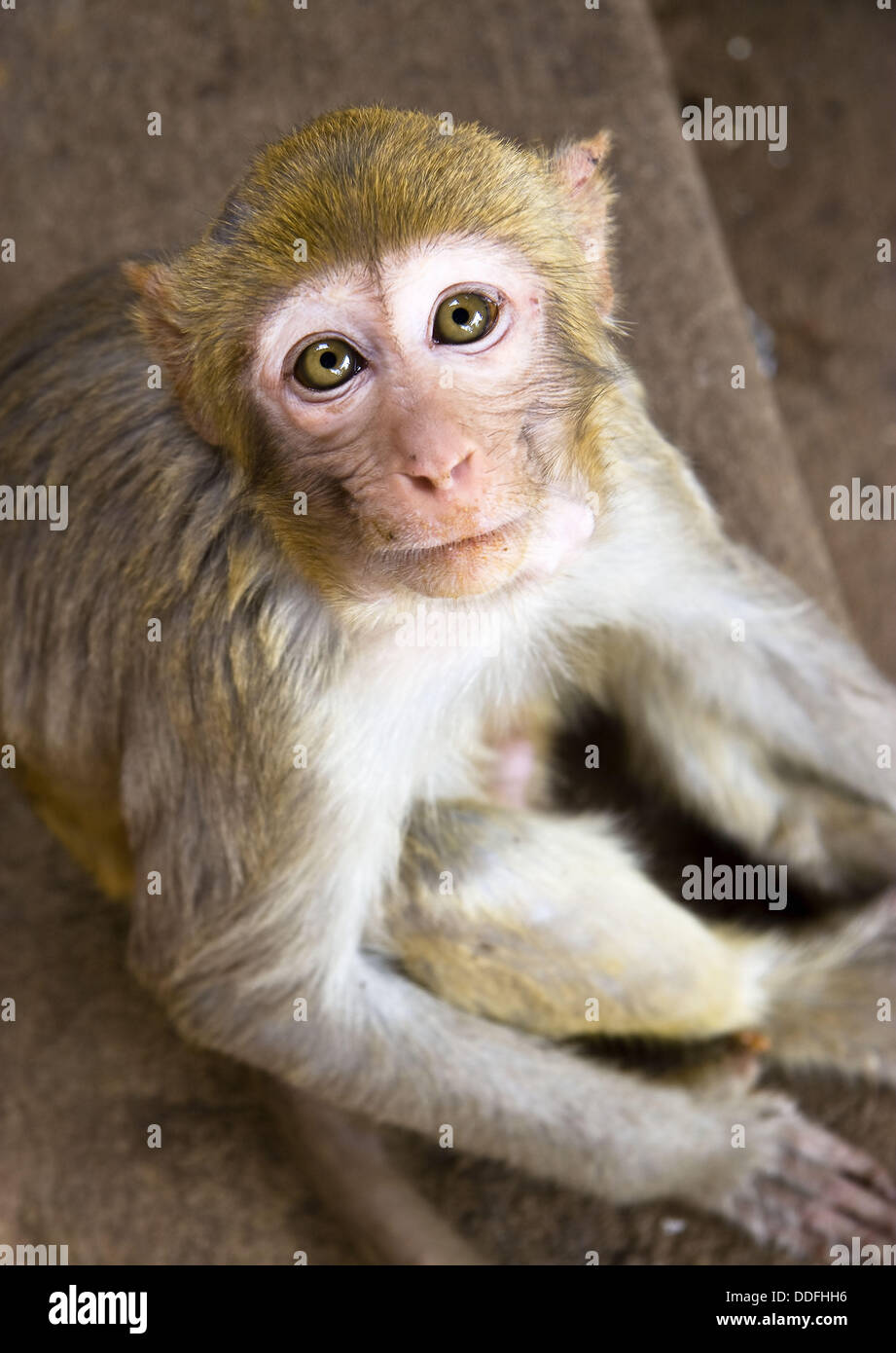 Mount popa monkey hi-res stock photography and images - Alamy