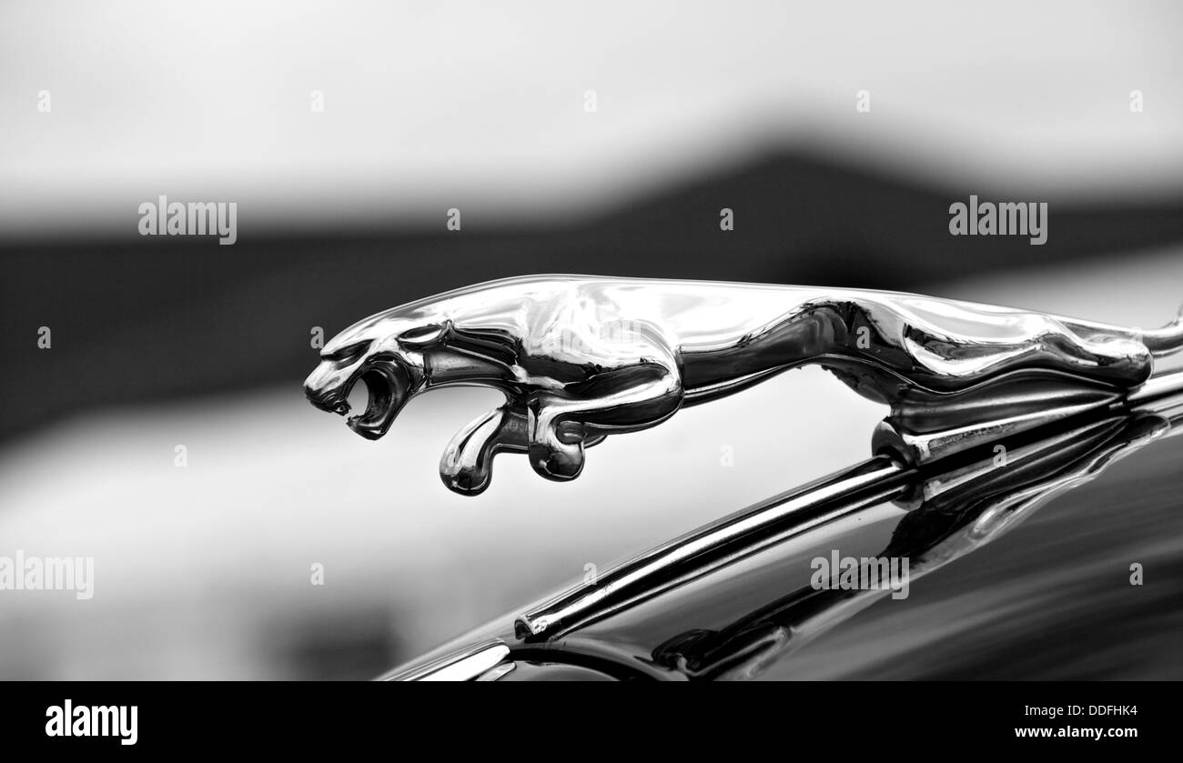 Close-up "leaping jaguar" version 2 mascot ornament and reflection ...