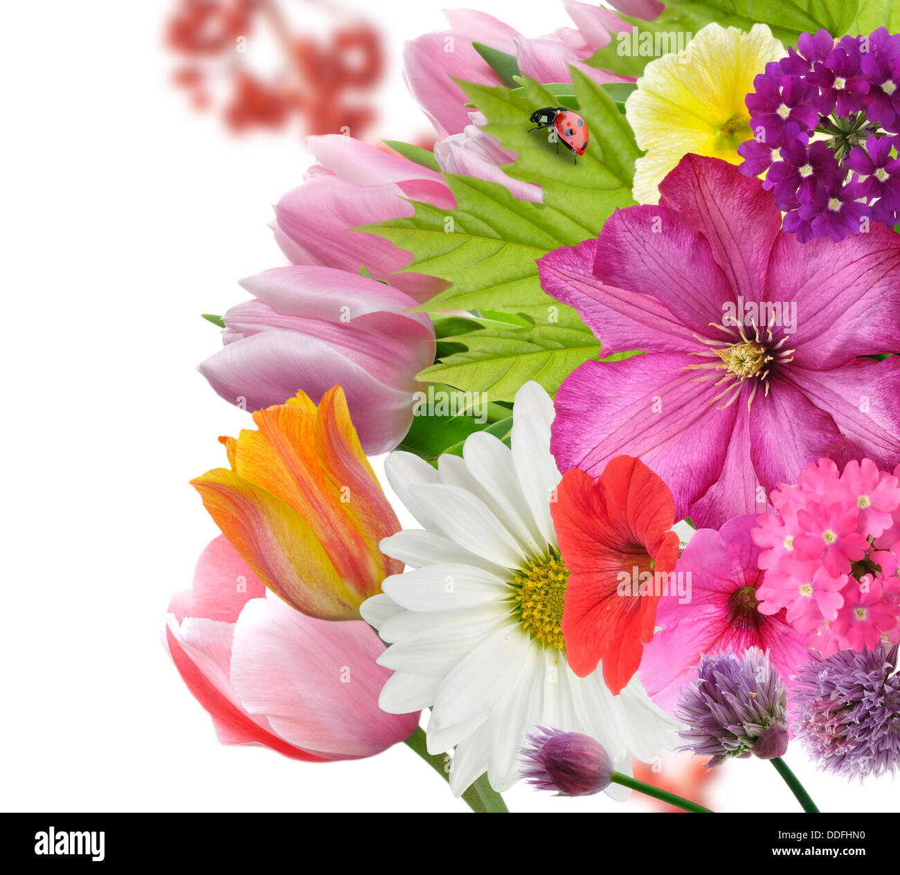 Tulip and daisy hi-res stock photography and images - Alamy