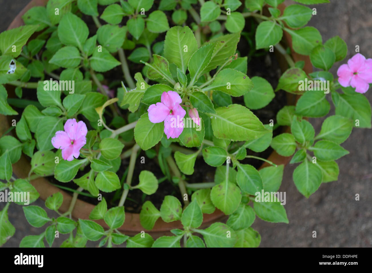 flowers pink leaf beautiful small Stock Photo - Alamy