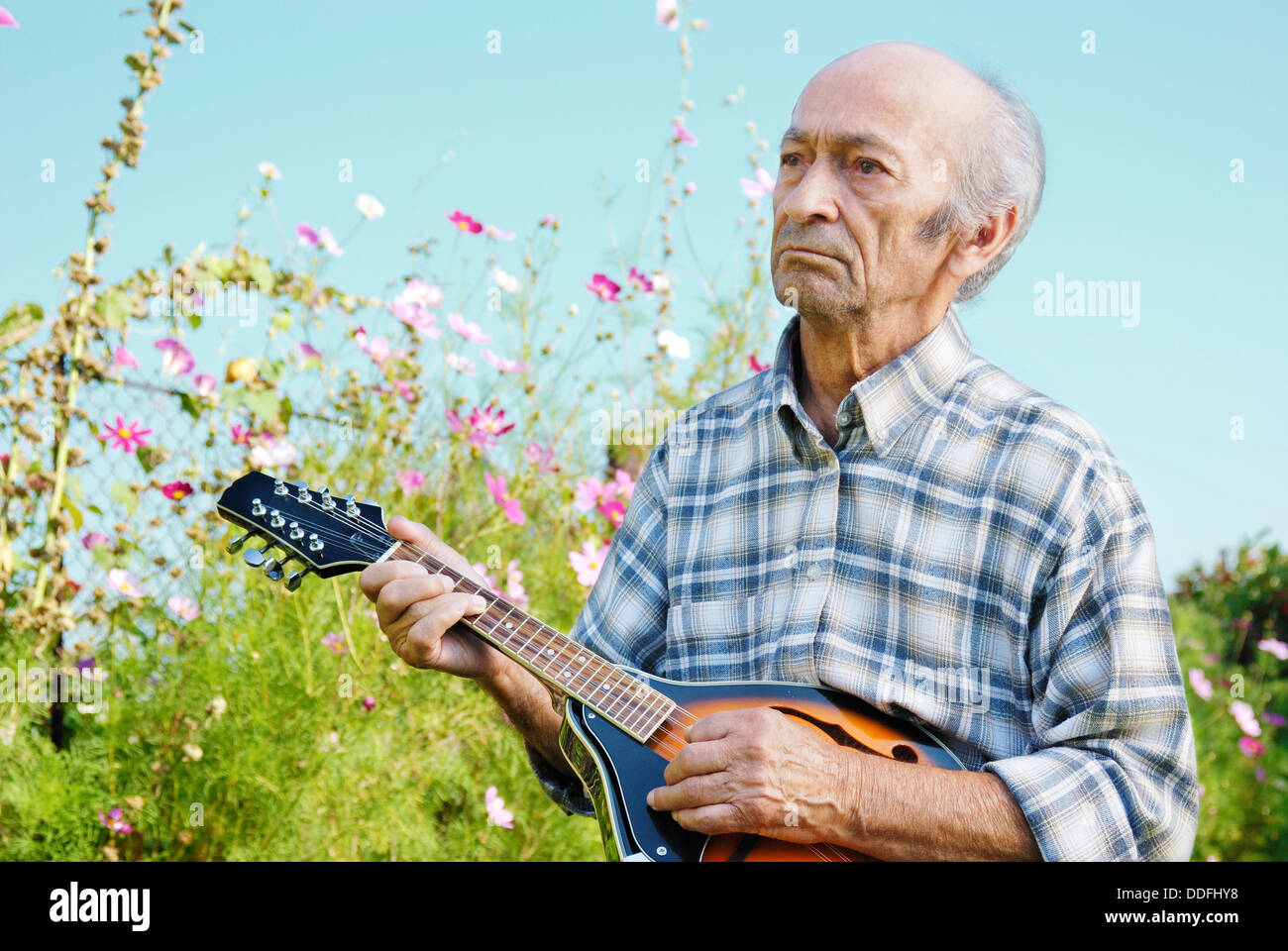 Senior man playing mandolin outside on the green background Stock Photo ...