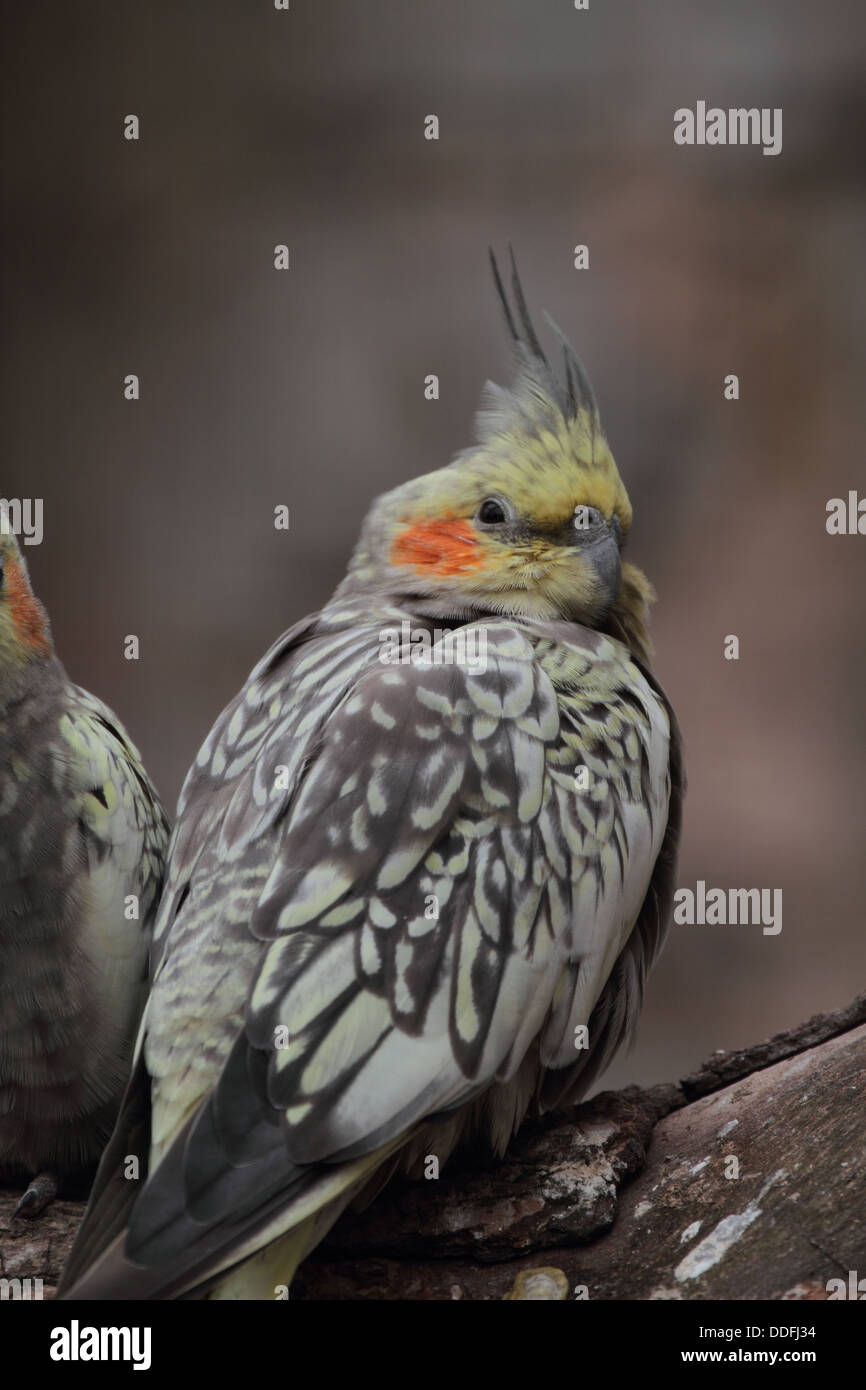 Cockatiel in aviary Stock Photo - Alamy