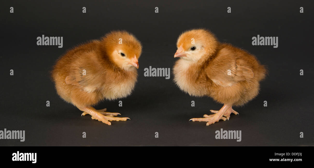 Chicken Couple Face to Face Stock Photo - Alamy