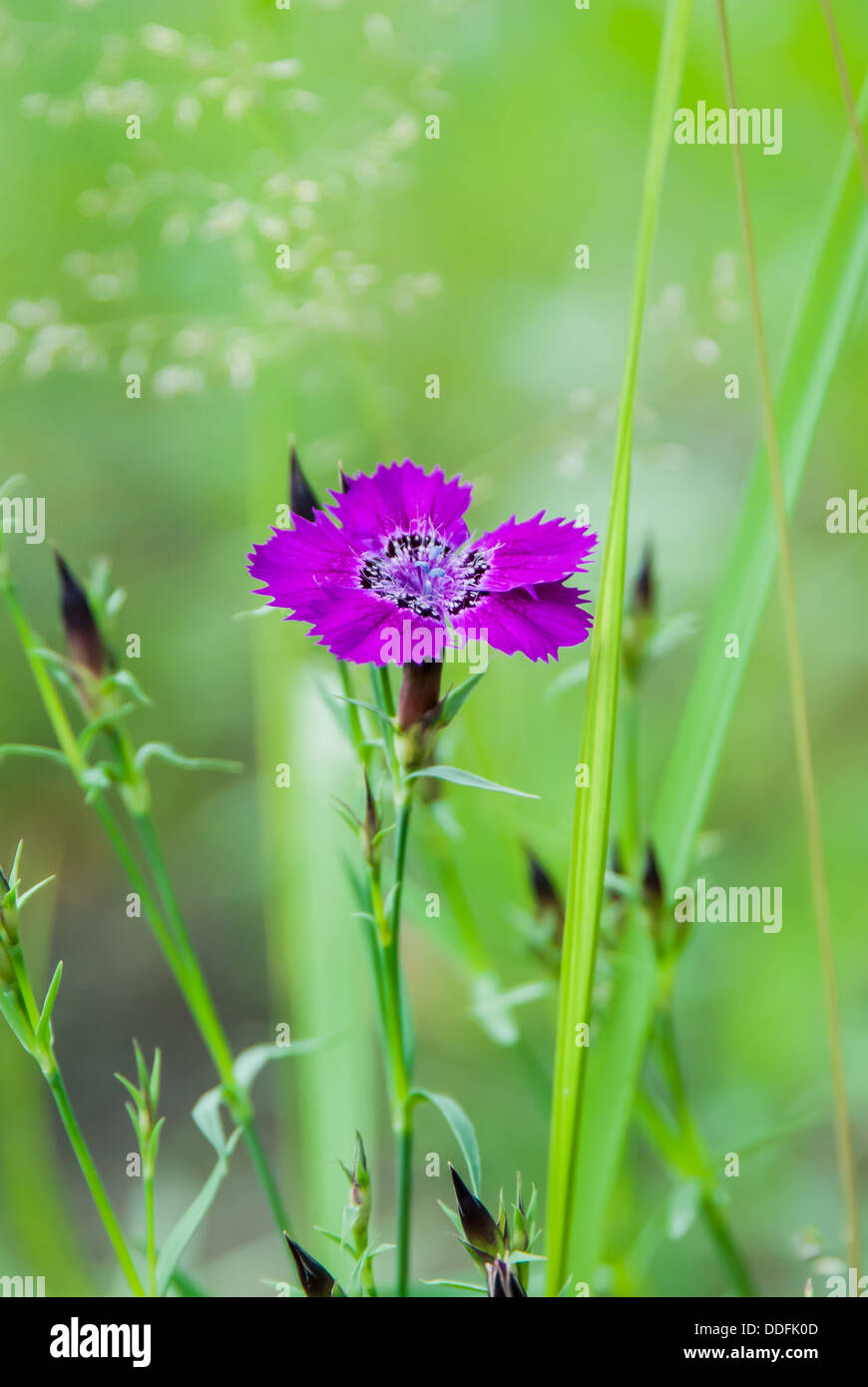 Carnation Amur (Dianthus chinensis, Caryophyllaceae) on a green ...