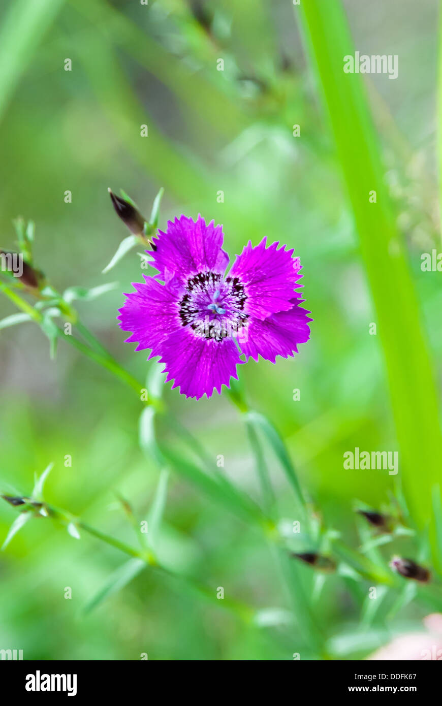 Carnation amur dianthus chinensis caryophyllaceae hi-res stock ...