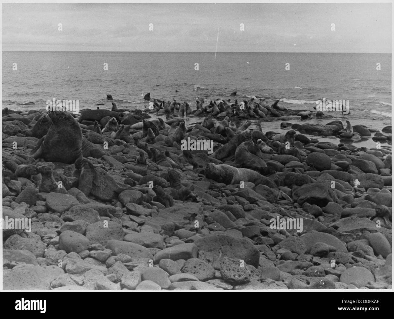 A seal rookery, a breeding ground for seals, is shown, highlighting the ...