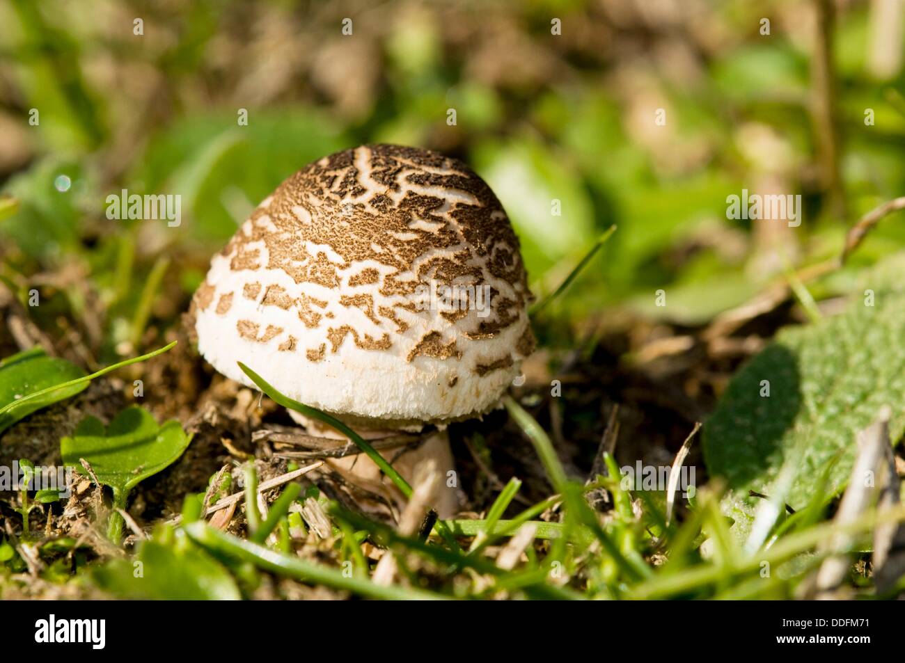 Agaricus Sp High Resolution Stock Photography and Images - Alamy
