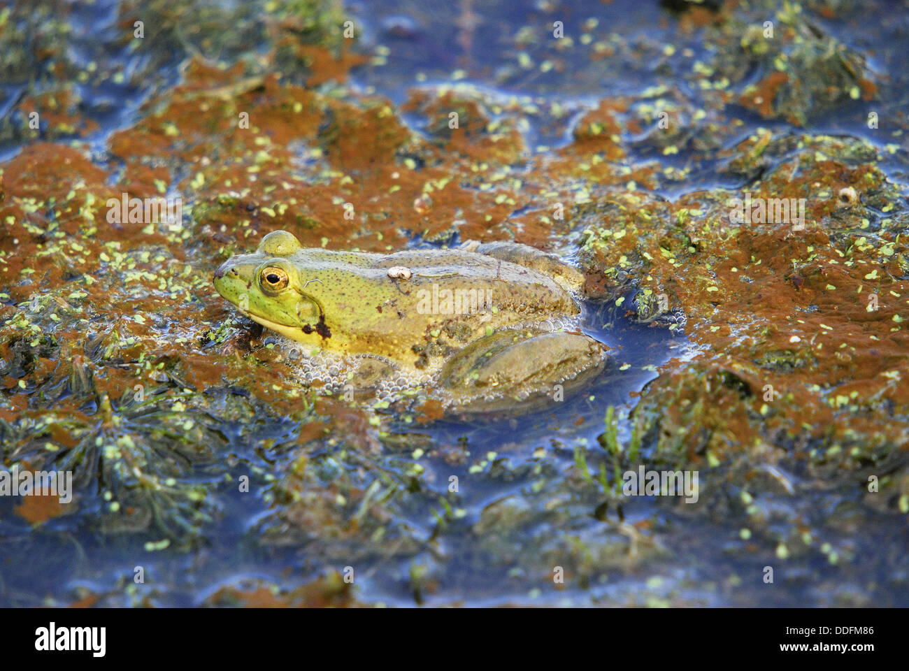 American bullfrog portrait hi-res stock photography and images - Alamy