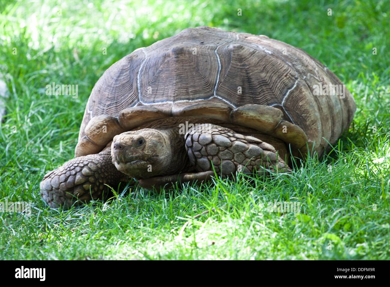 Big turtle hi-res stock photography and images - Alamy