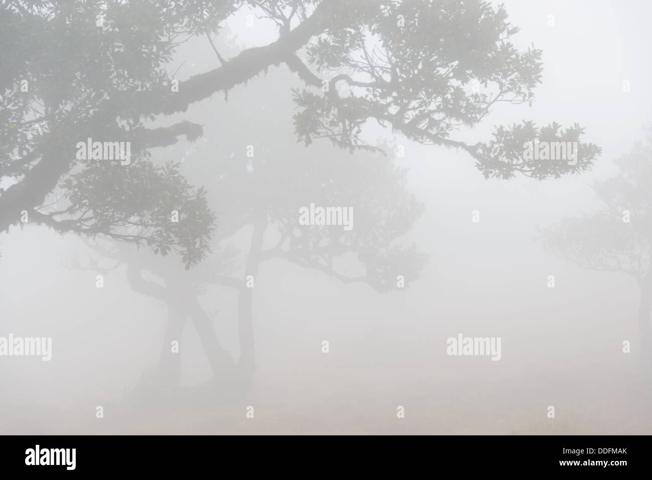 Trees mist hi-res stock photography and images - Alamy