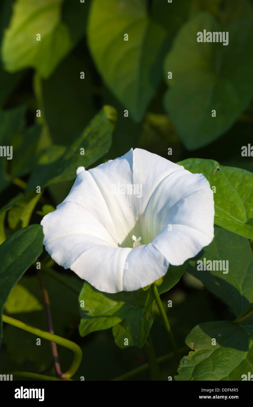 Larger bindweed flower Stock Photo - Alamy