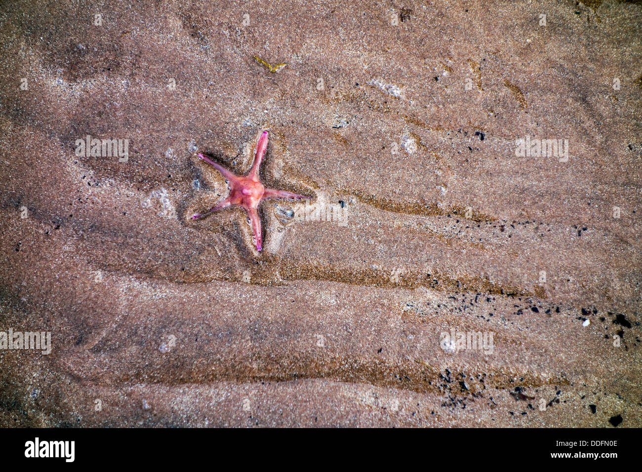 Pink starfish burrowing into sandy beach, Gairloch, Northwest Scotland ...