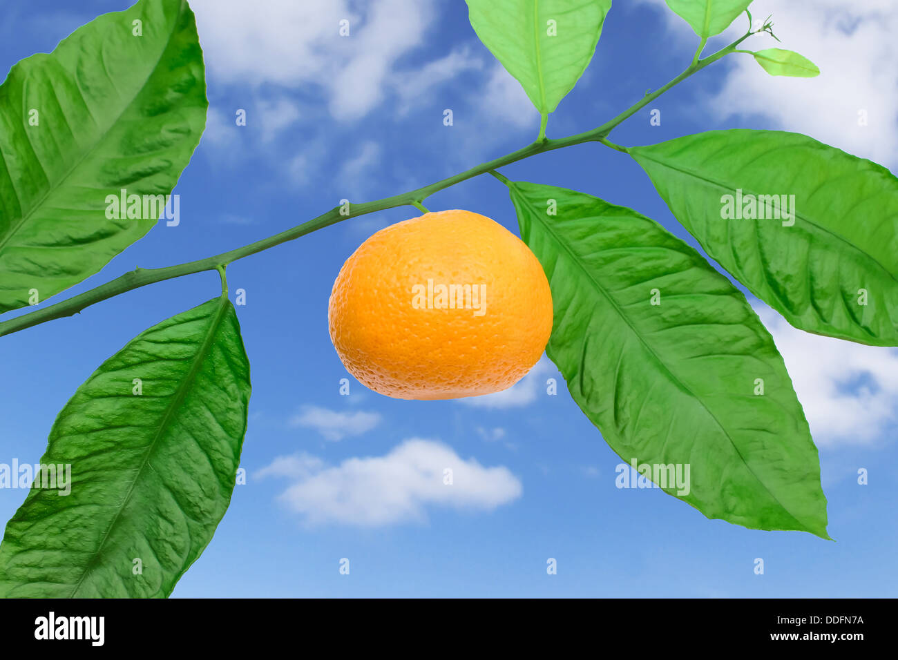 Tangerine on a branch against the sky Stock Photo - Alamy