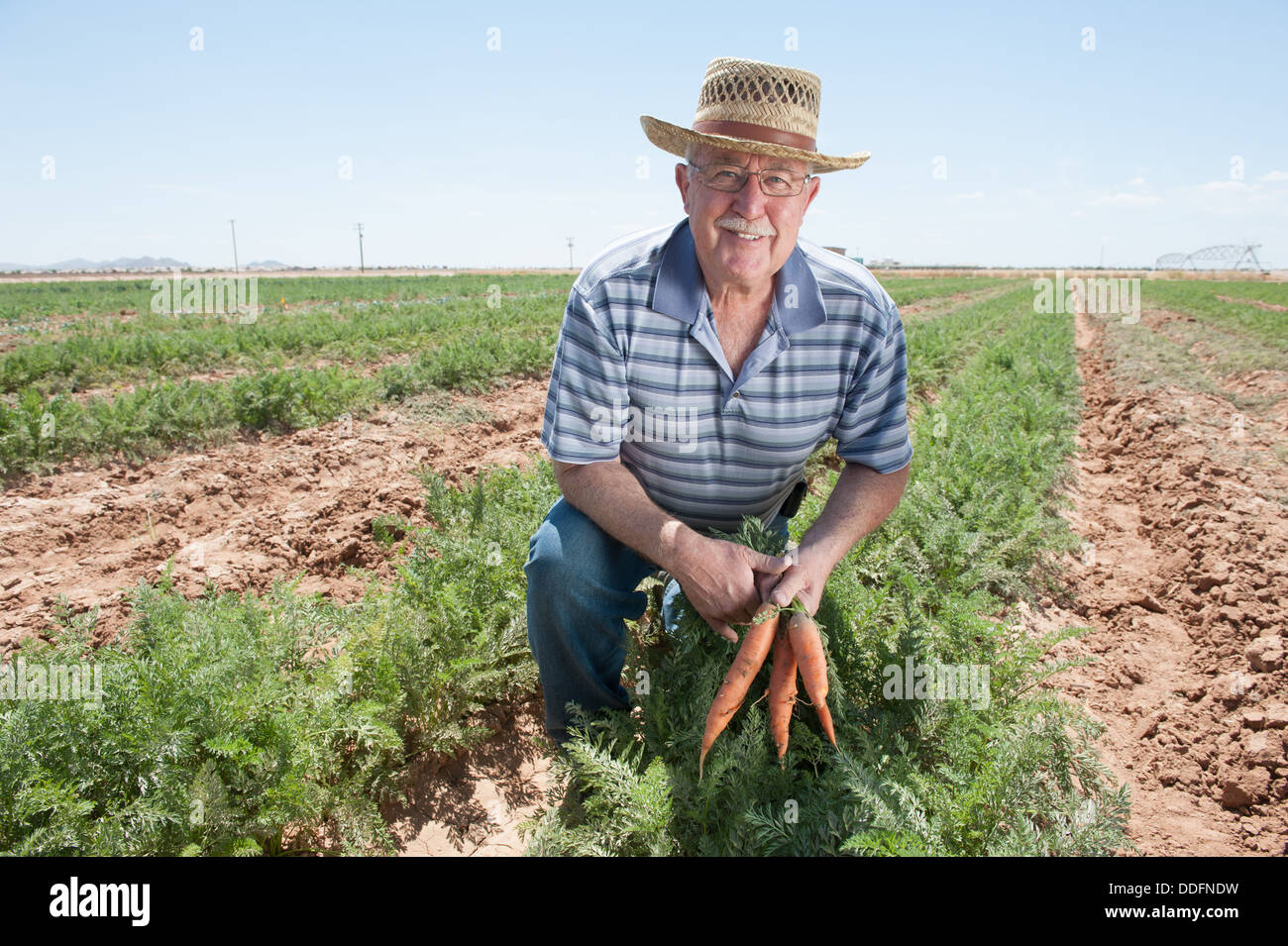 Farmer Holding Carrots Stock Photo - Alamy