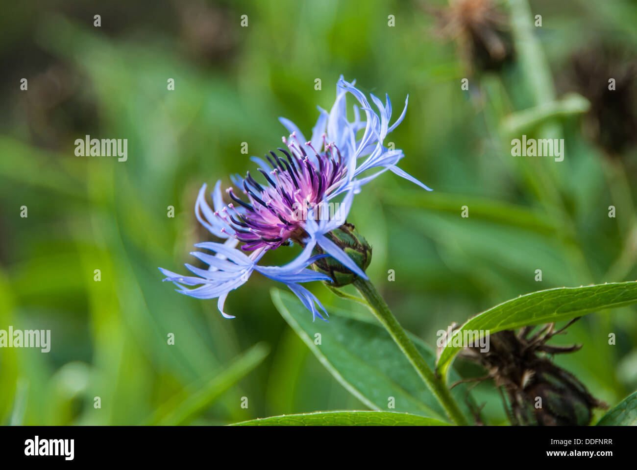 Two-color flower on a green background Stock Photo - Alamy