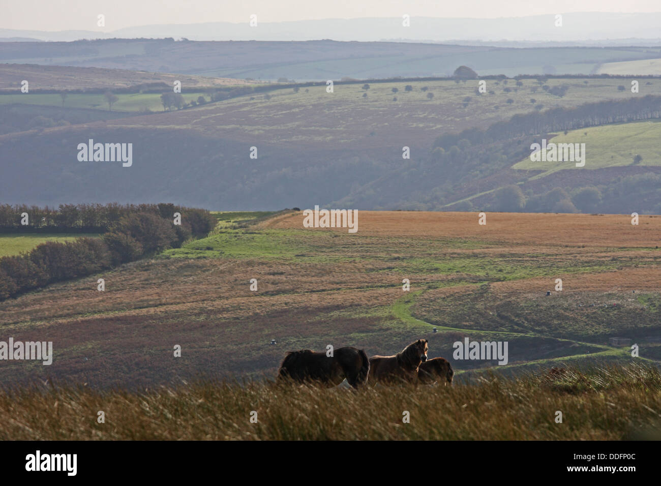 Ponies on Exmoor, England, UK Stock Photo - Alamy
