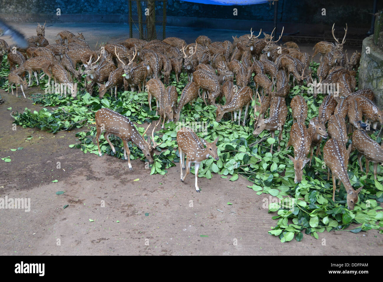 deer herd animals zoo Stock Photo - Alamy