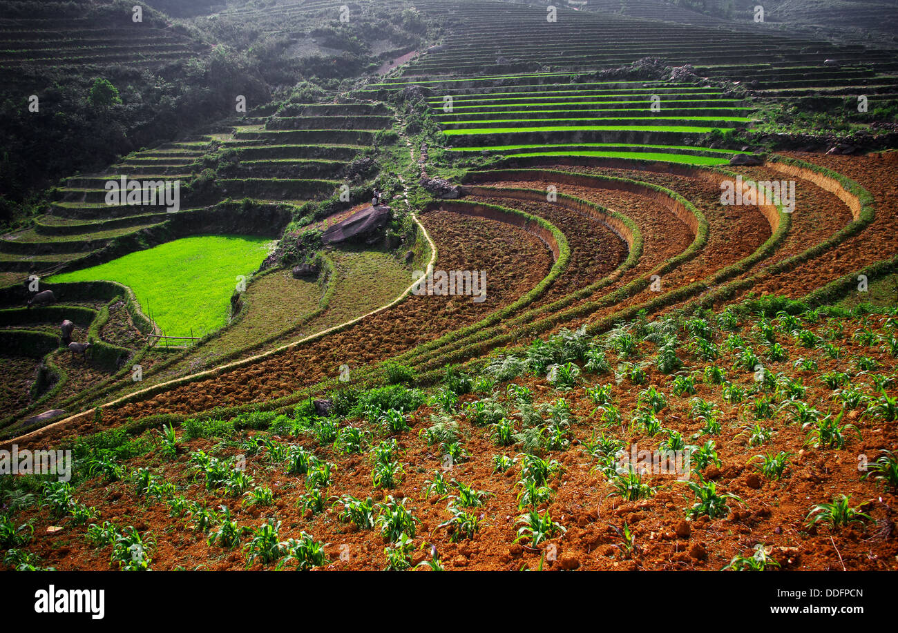 Vietnam irrigation hi-res stock photography and images - Alamy