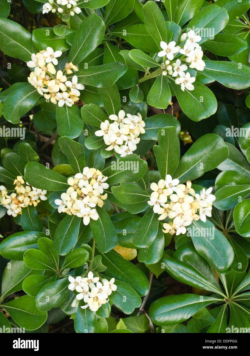 Pittosporum hedge hi-res stock photography and images - Alamy
