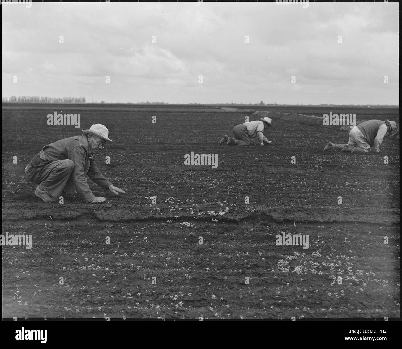 In Stockton, California, laborers work in a celery field on an ...