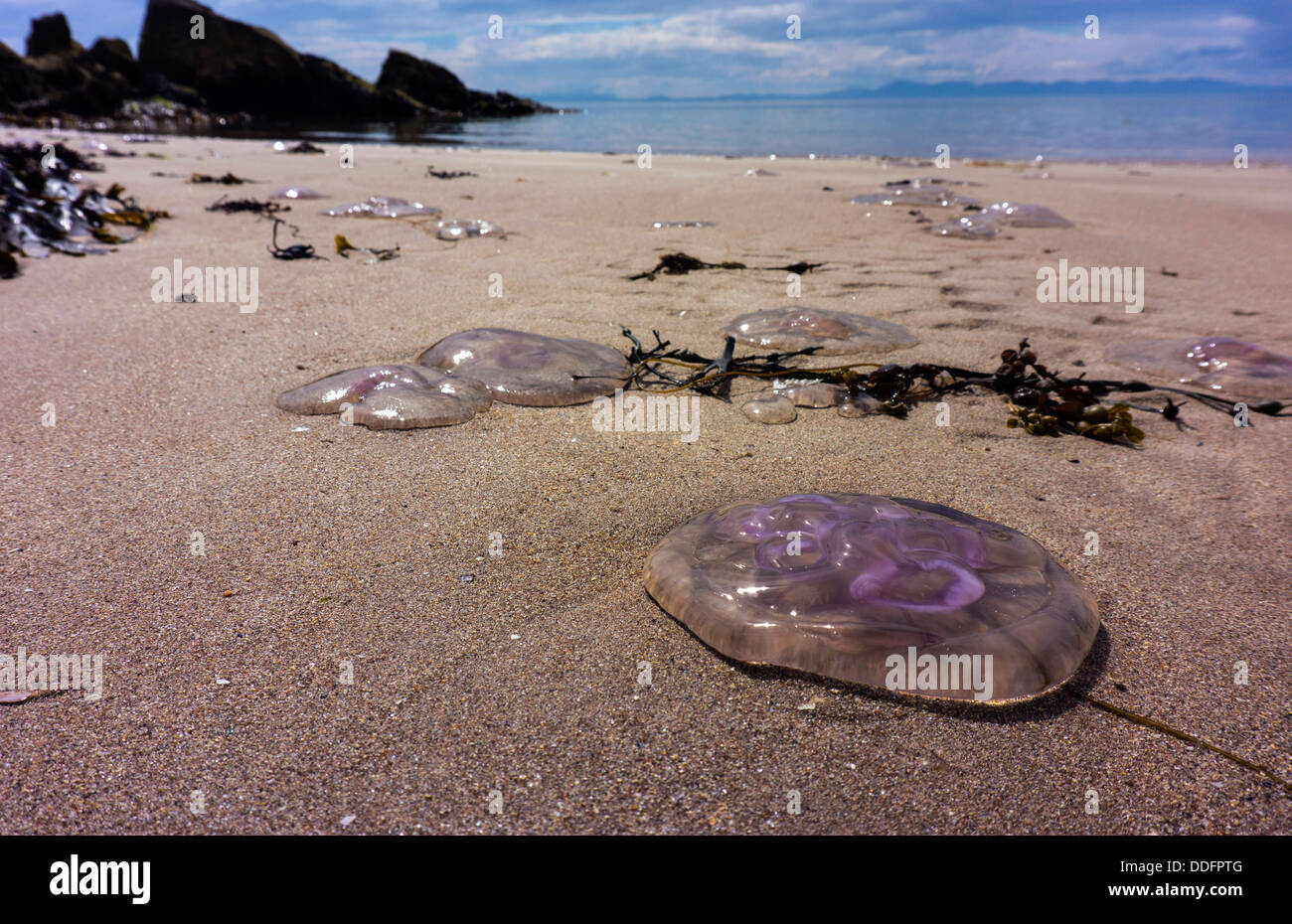 Stranded purple jellyfish on deserted sandy beach, sea and sky ...