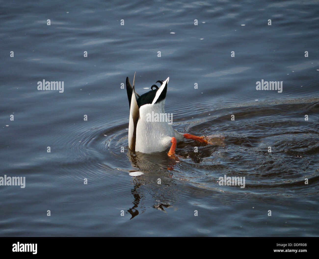 Duck bottoms hi-res stock photography and images - Alamy