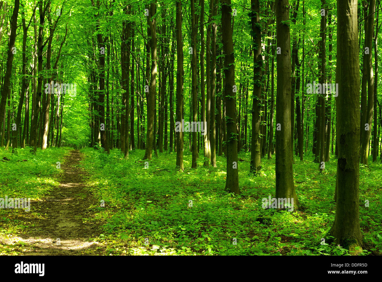 forest way Stock Photo - Alamy
