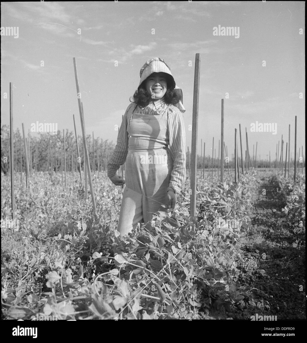 1940s california field workers hi-res stock photography and images - Alamy