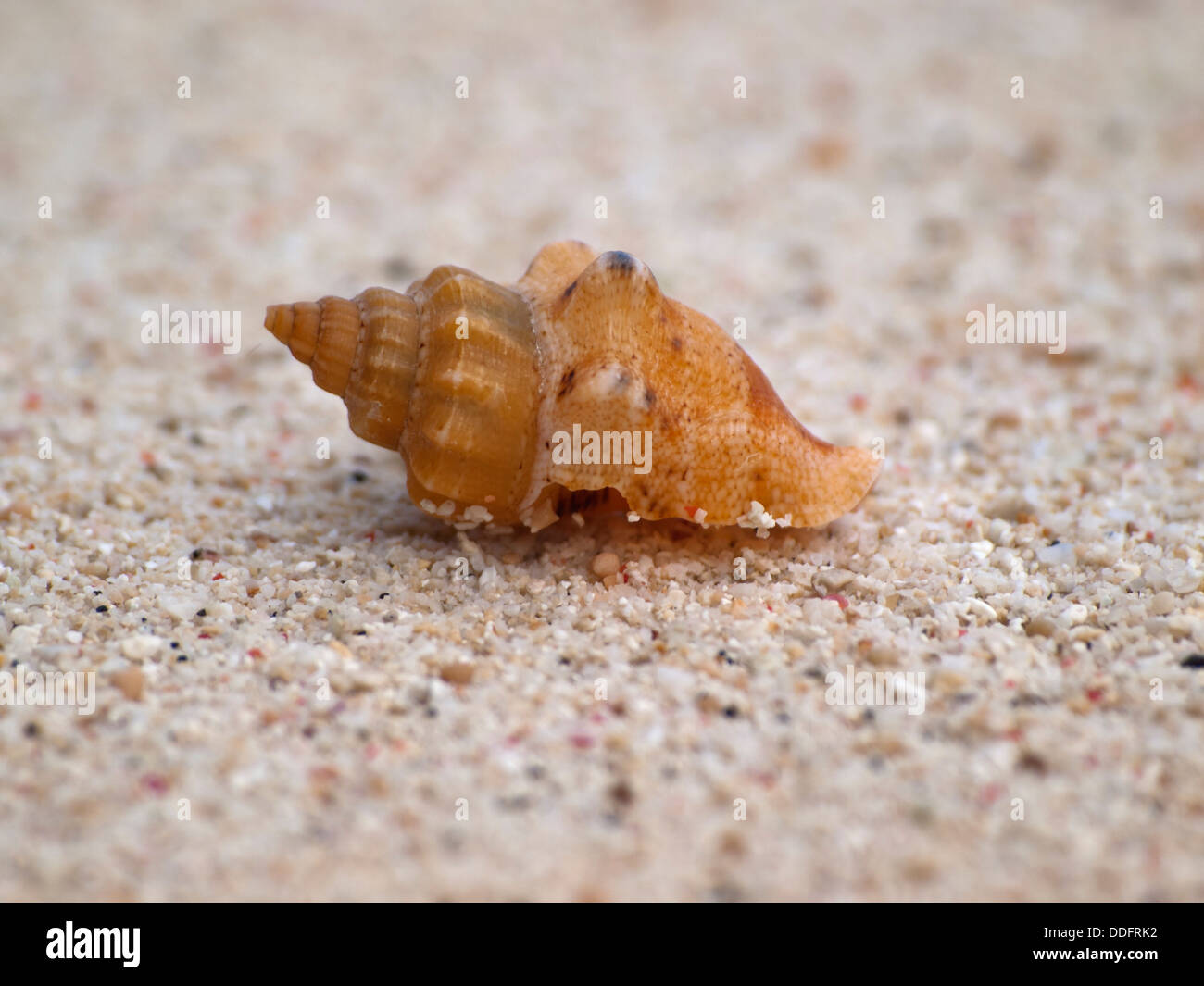 Orange seashell closeup in the sand Stock Photo - Alamy
