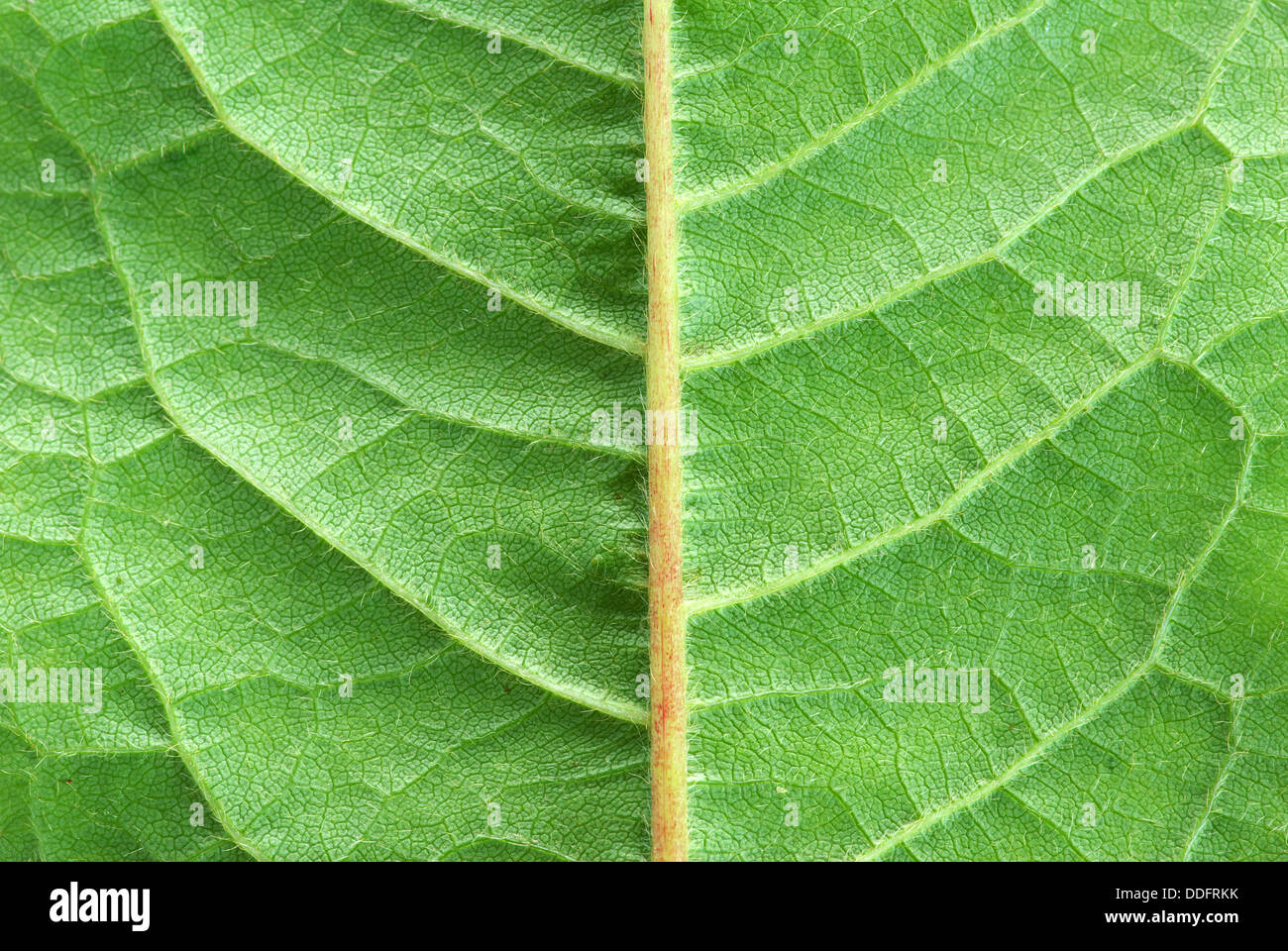leaf texture Stock Photo - Alamy