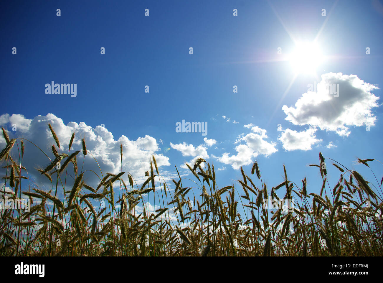 Corn spike hi-res stock photography and images - Alamy